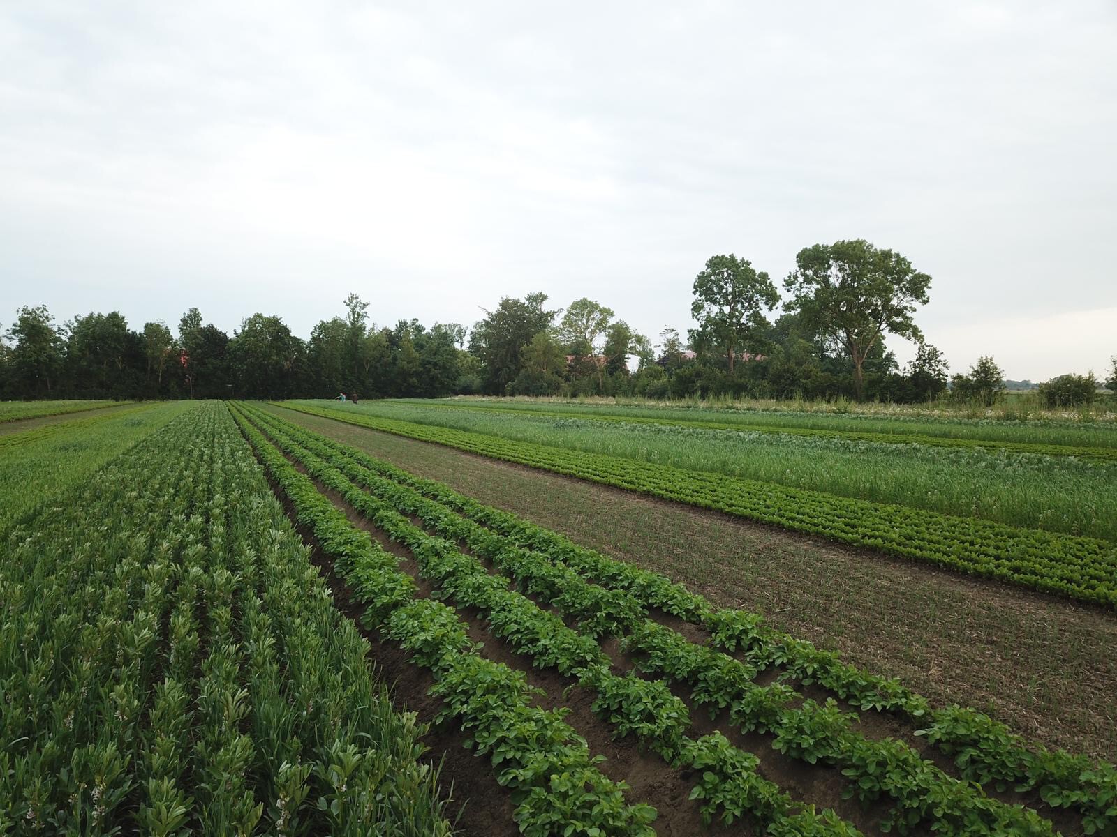 Akker van de Toekomst geënt op gangbare landbouw | Pioniers van de Toekomst