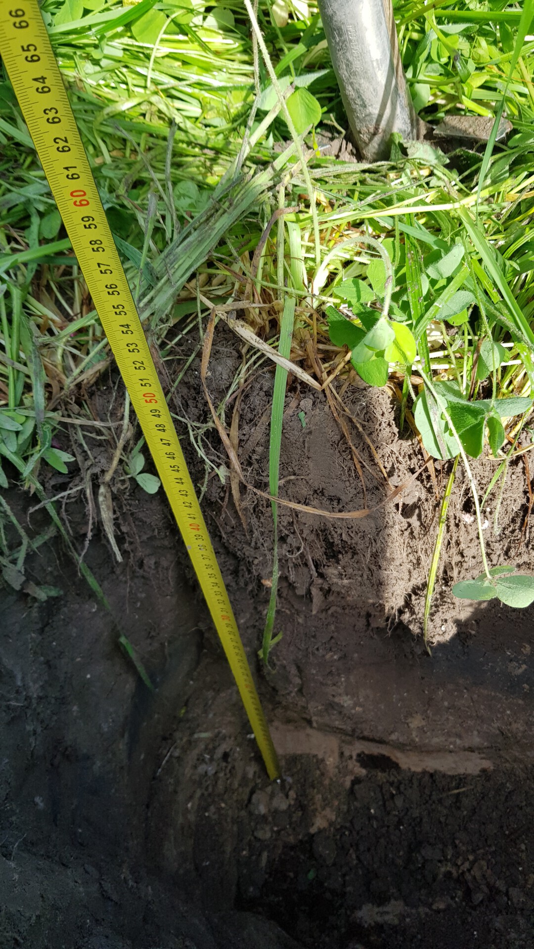 Bodemverbetering: structuur & bodemleven | profytodsd