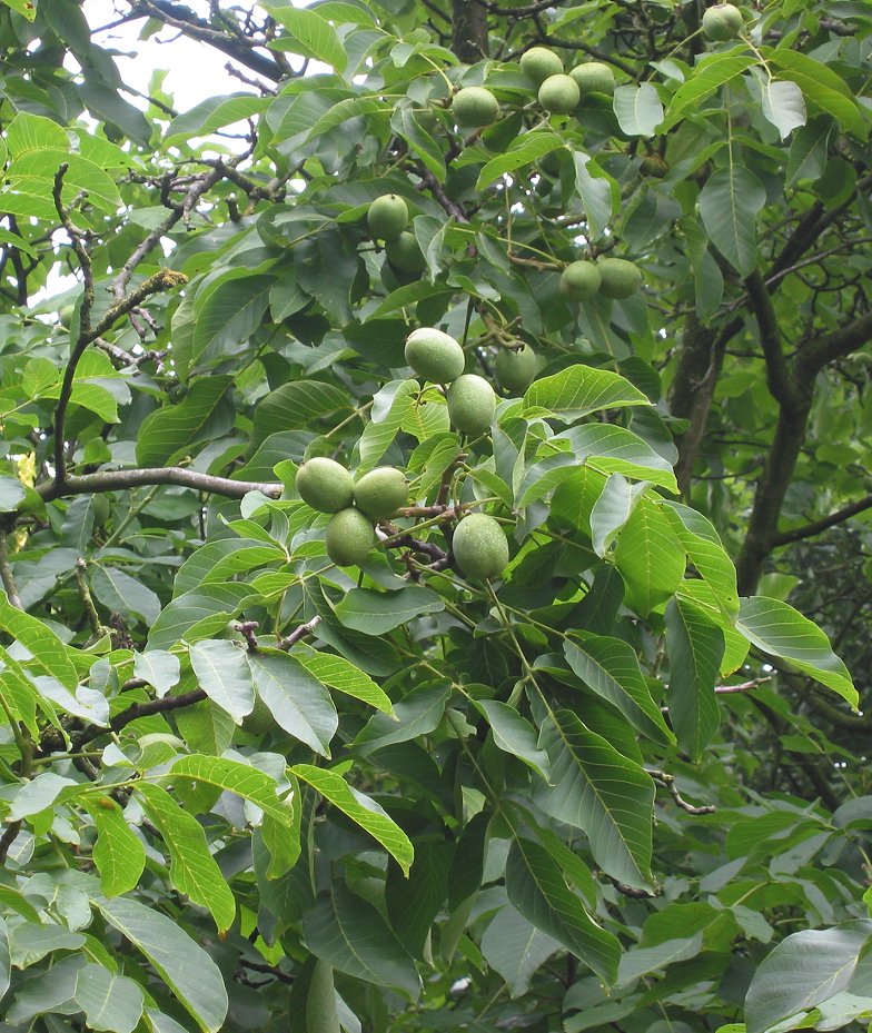 Walnoot: Juglans regia | Voedselbos Emmeloord