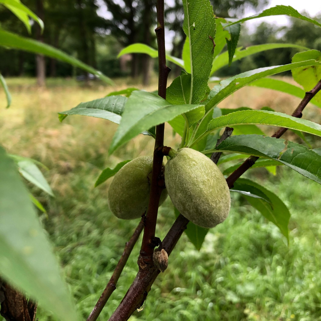 Amandelboom: Prunus dulcis | Voedselbos Emmeloord