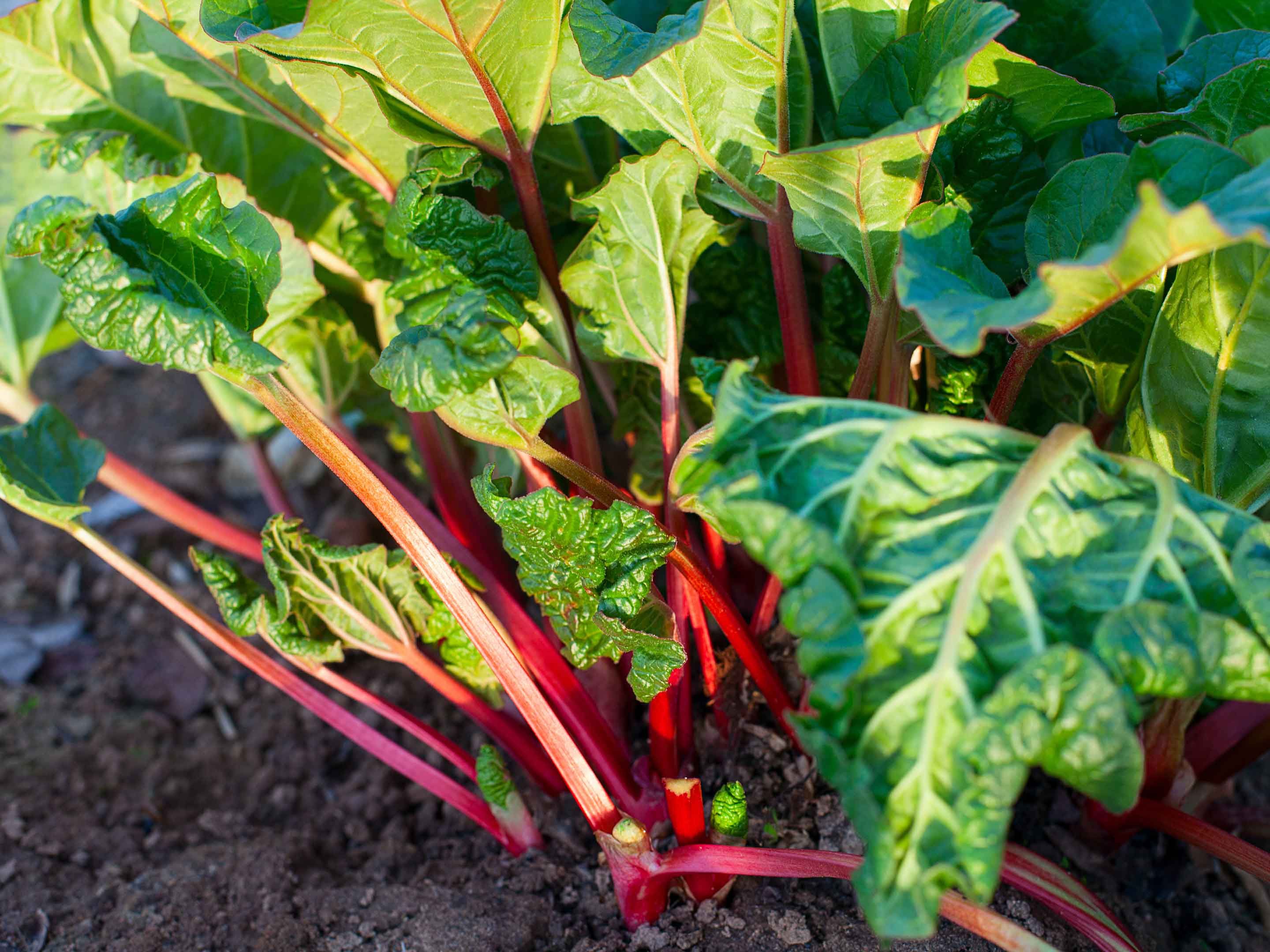 Rabarber | Voedselbos Emmeloord